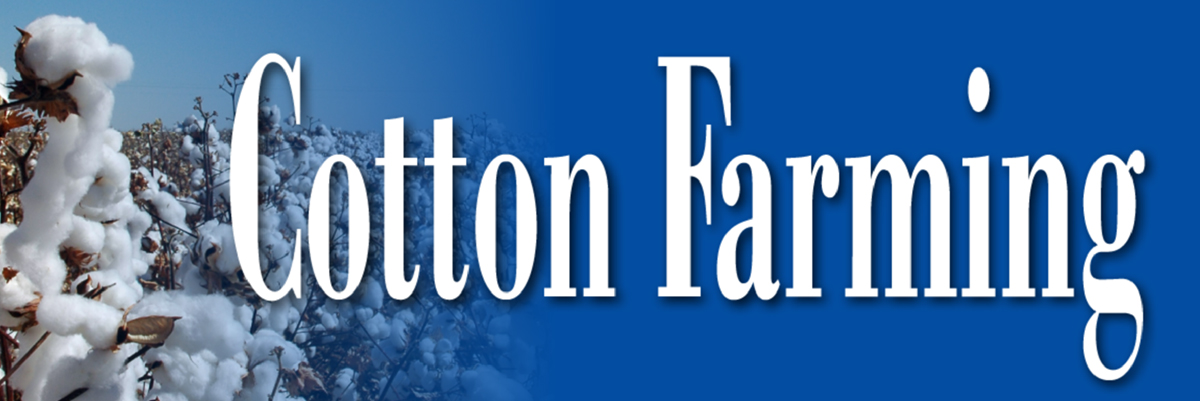 2024 Cotton Harvest Update - Cotton Farming